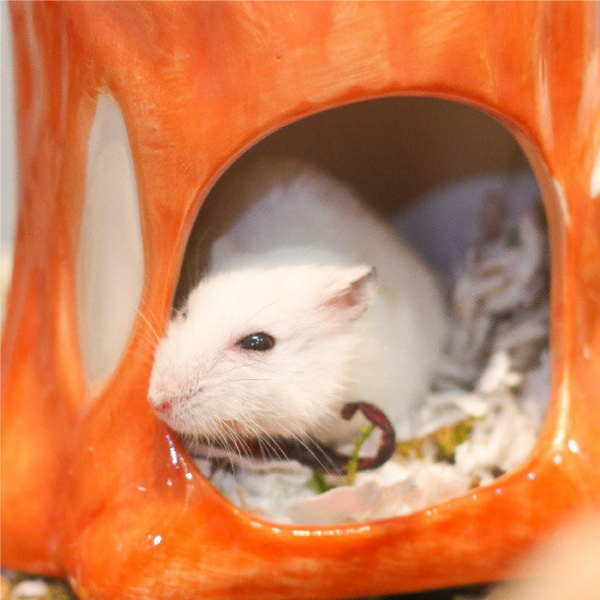 Economy Stay- Low Cost Hamster Boarding Singapore – thehamsterhotel